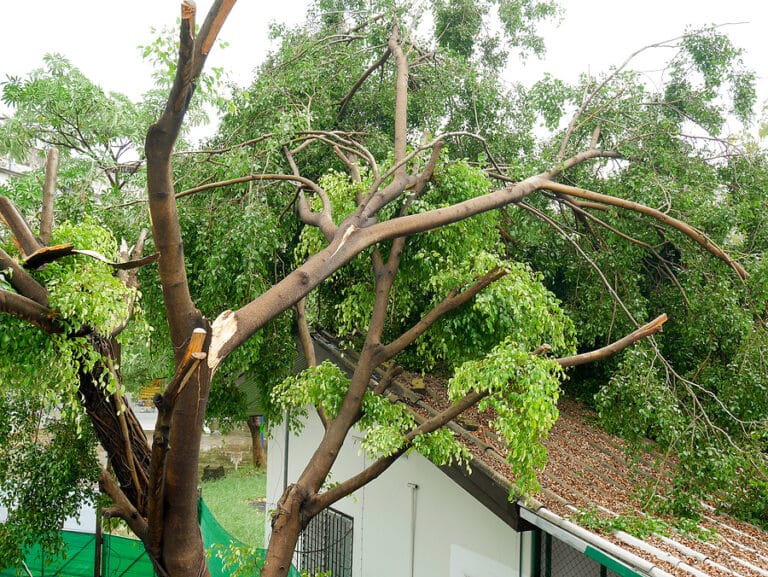 How Tree Damage Impacts Your Roof and How to Prevent It | GA